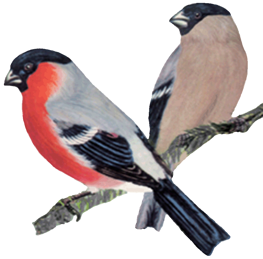 NBVV district groningen - HOME